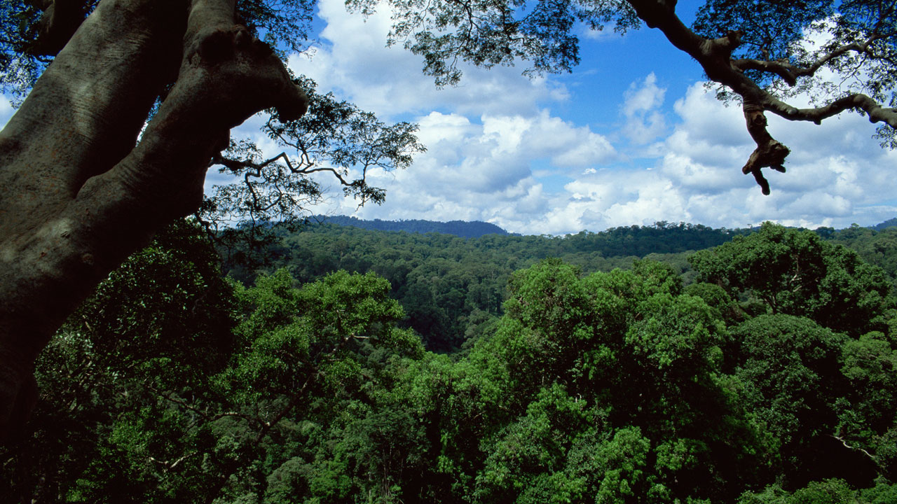 Jungles Planet Earth BBC America Jungles Planet Earth BBC America