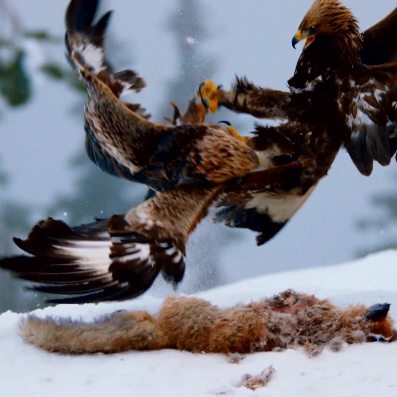 Planet Earth II | BBC America
