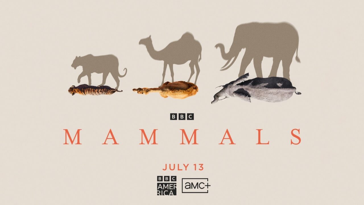 BBC America Sets Premiere Date for Sir David Attenborough’s Major New ...