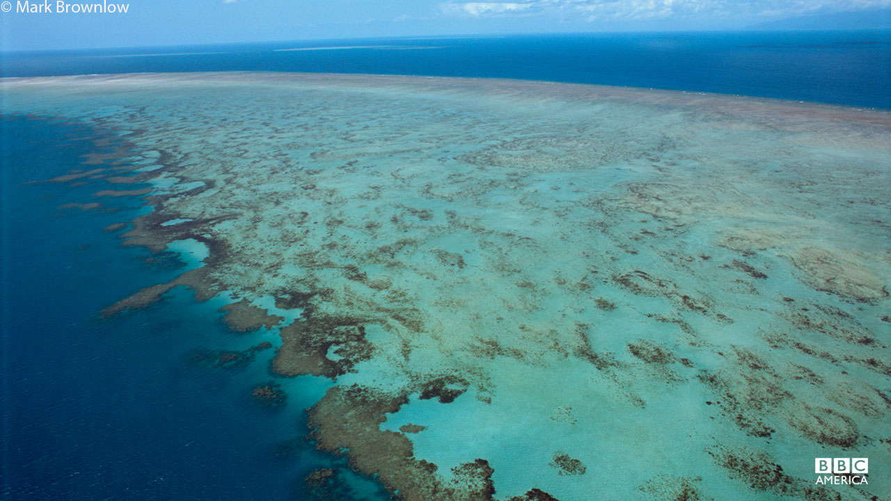 Shallow Seas | BBC America