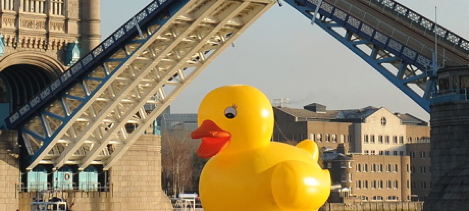 Duck That Floats In Canada – Hong Kong Fell in Love With This Larger ...