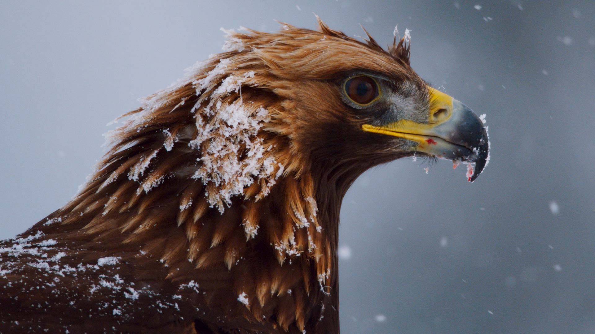 Mountains Planet Earth II BBC America Mountains Planet Earth II BBC America
