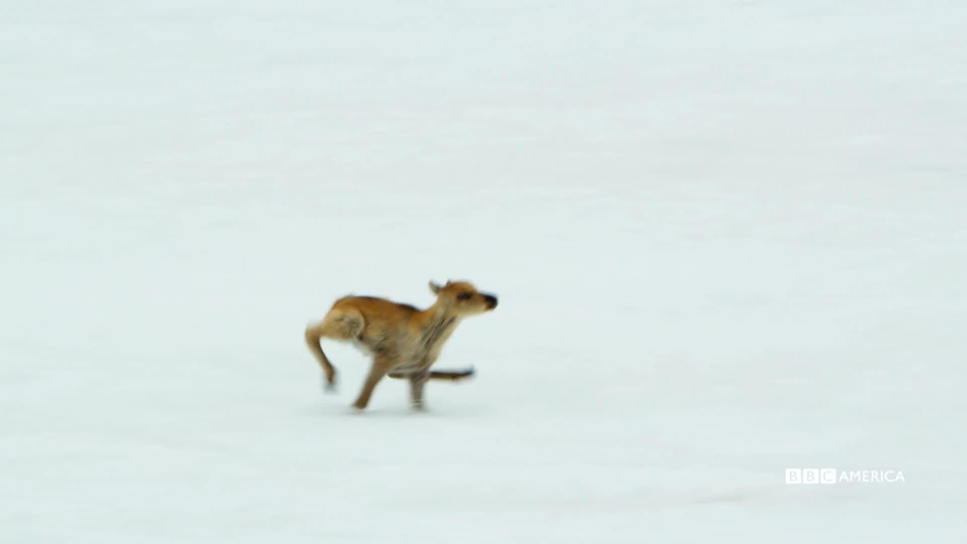 Baby Caribou Slide | Planet Earth II | BBC America Baby Caribou Slide | Planet Earth II | BBC America