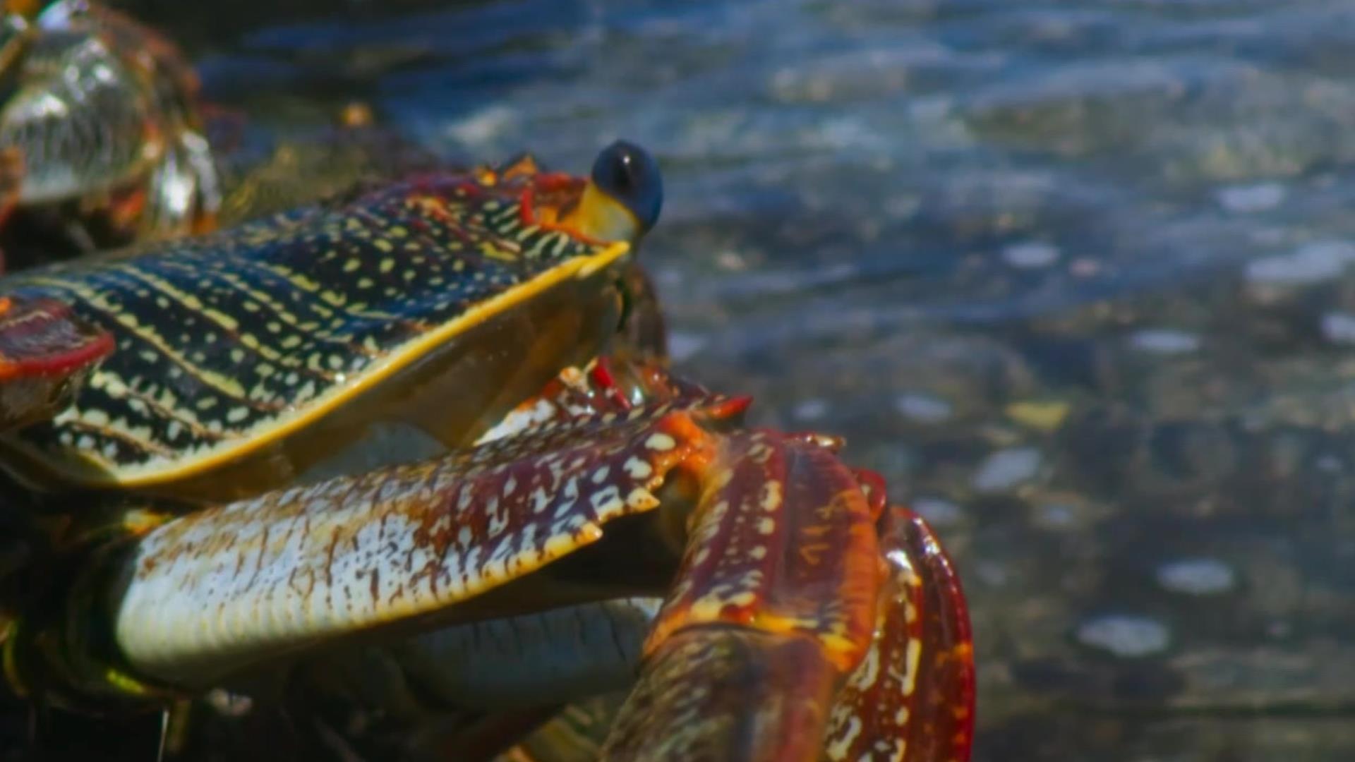 Crab Vs Eel And Octopus Wonderstruck Bbc America