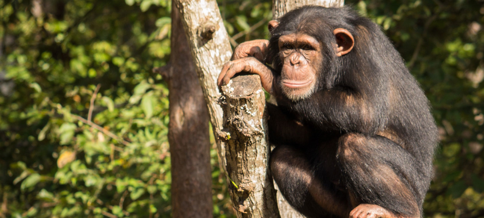 Celebrate ‘Chimpsgiving’ with BBC America’s Earth Marathon ...