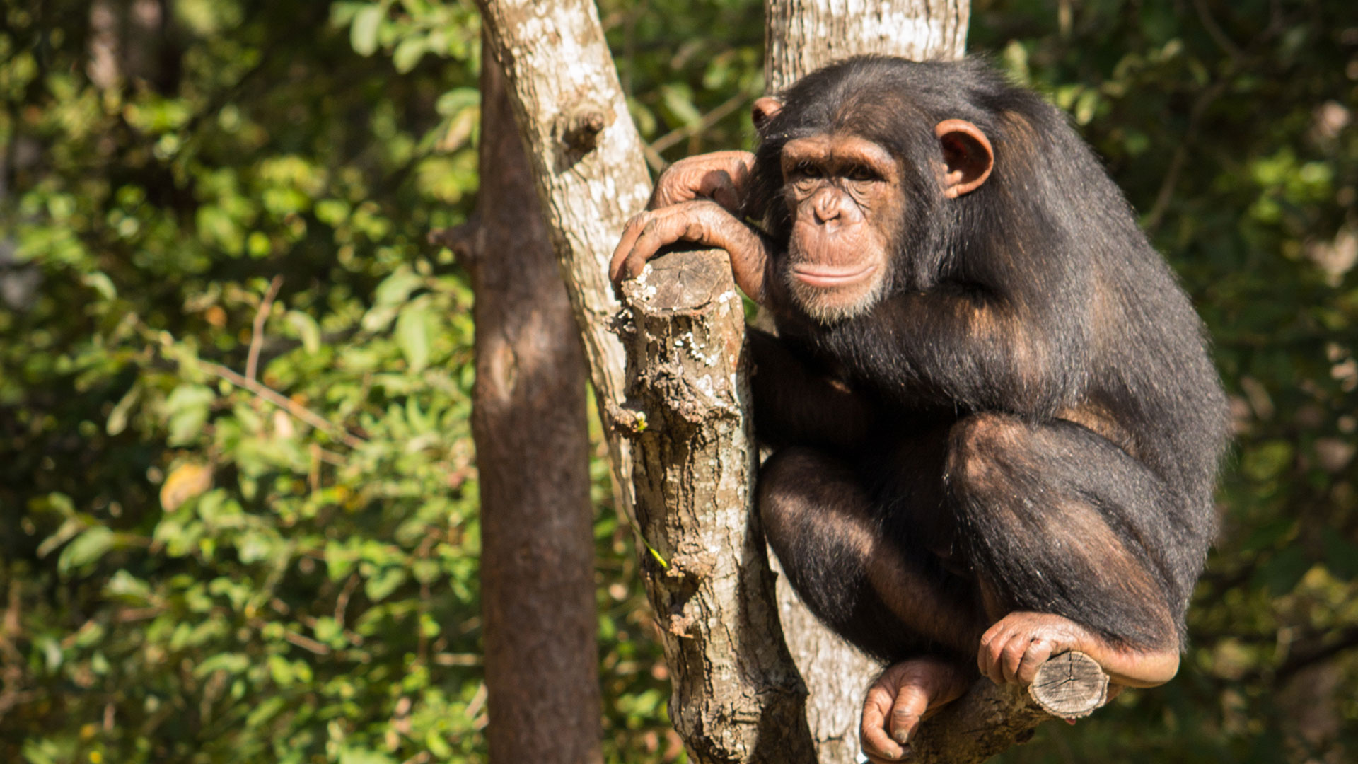 Celebrate ‘Chimpsgiving’ with BBC America’s Earth Marathon ...