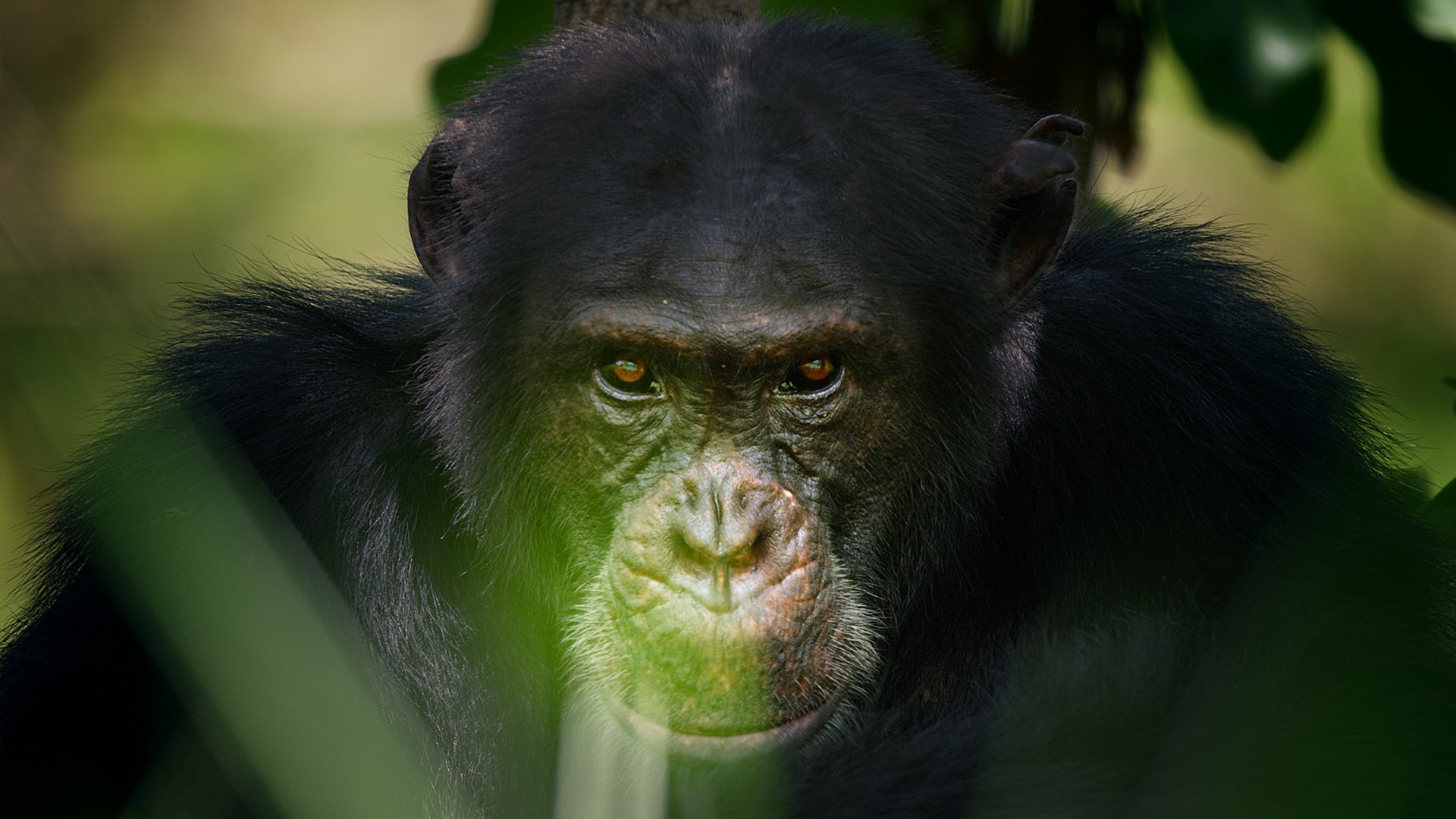 Chimpanzee | Dynasties | BBC America