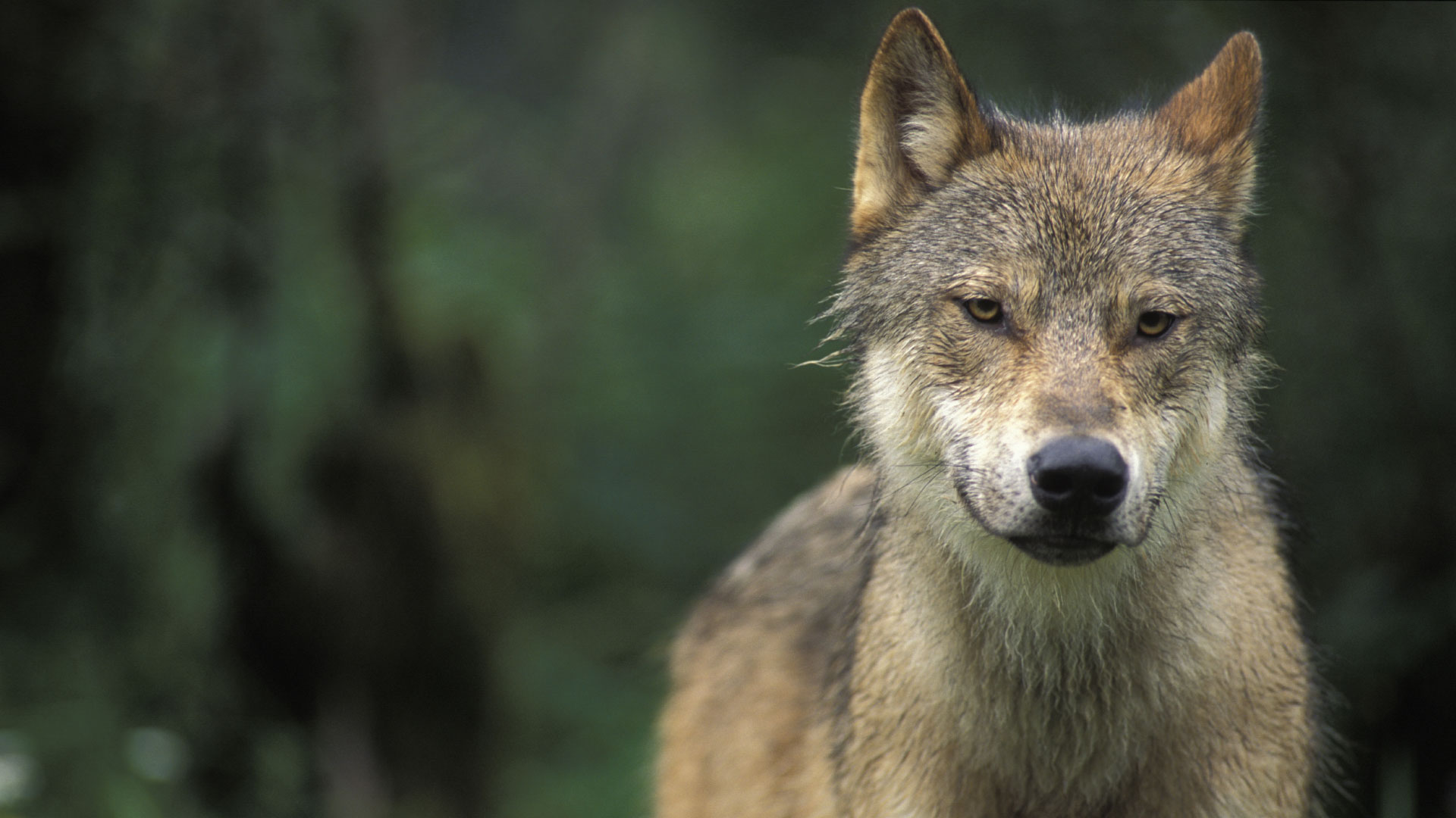 Nature’s Great Events | BBC America