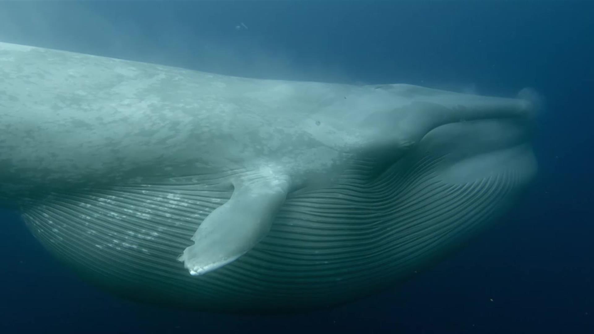 The Itty Bitty Brazilian Pygmy Gecko – Wonderstruck